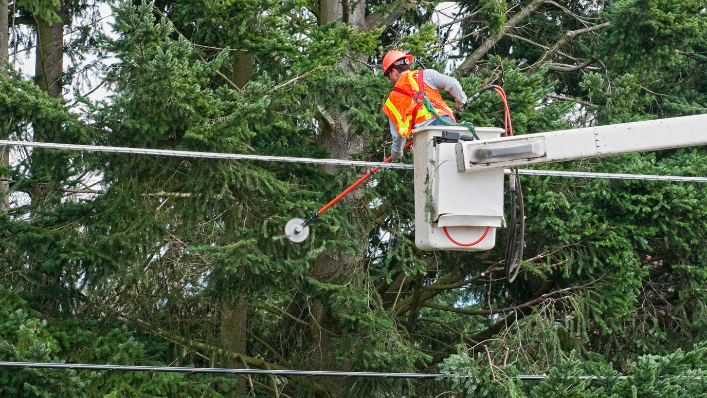 Trees and plants near power lines